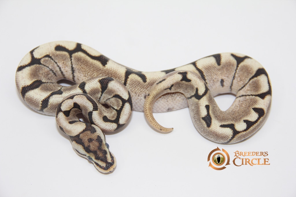Fire Bee Ball Python by Breeder's Circle - MorphMarket