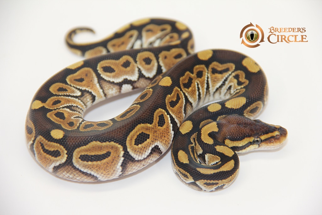 Honey Ball Python by Breeder's Circle - MorphMarket