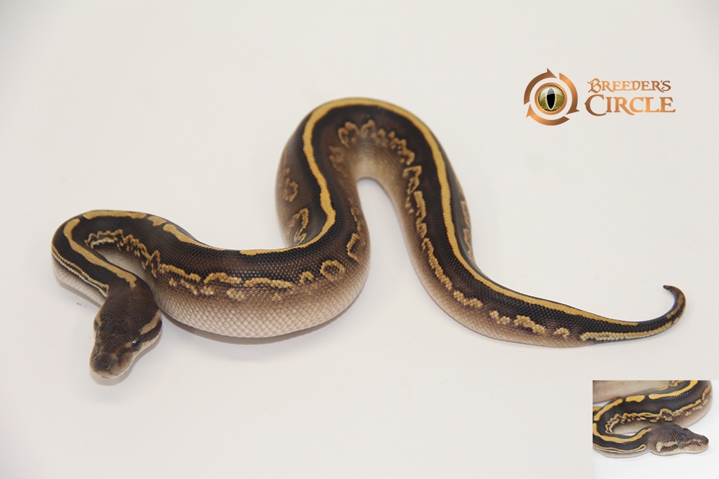 Black Pastel Mojave (Blind Eye) Pet Only Ball Python by Breeder's ...