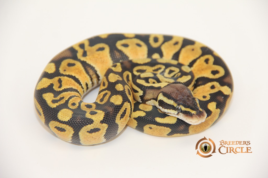 Pastel Ball Python by Breeder's Circle - MorphMarket