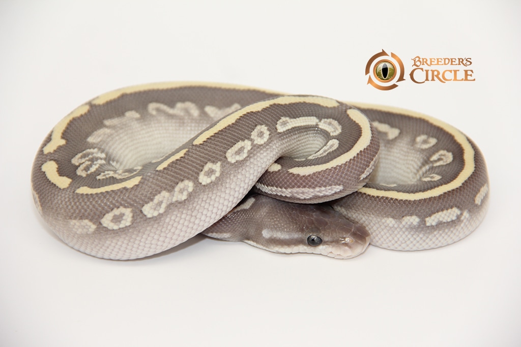 Mystic Phantom Ball Python by Breeder's Circle - MorphMarket