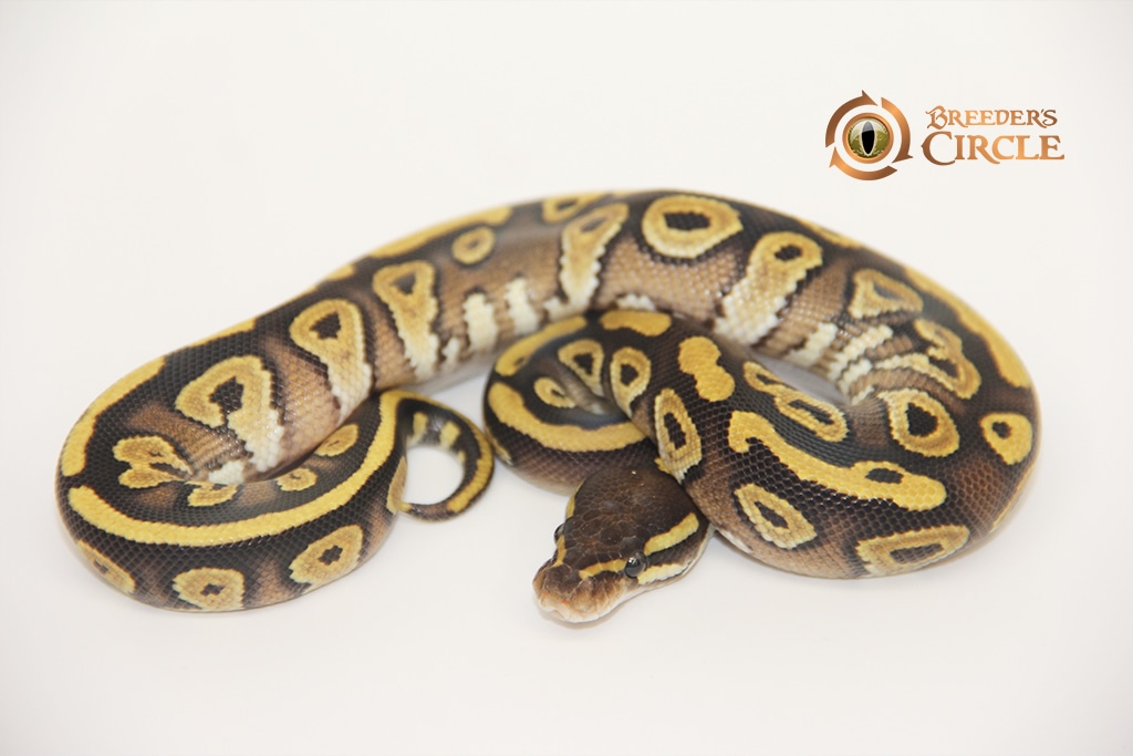 Mystic Ball Python by Breeder's Circle - MorphMarket