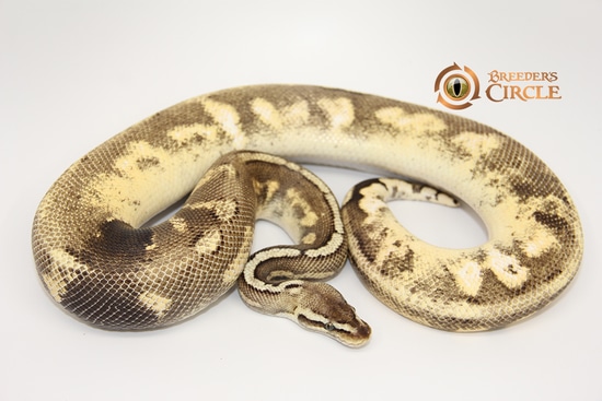 Pastel Calico Ghi Poss Yellowbelly Ball Python by Breeder's Circle