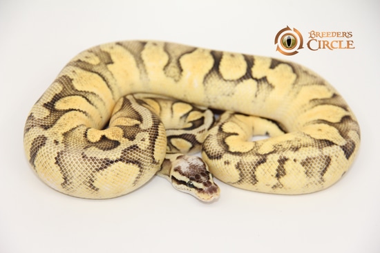 Super Pastel Calico Ball Python by Breeder's Circle