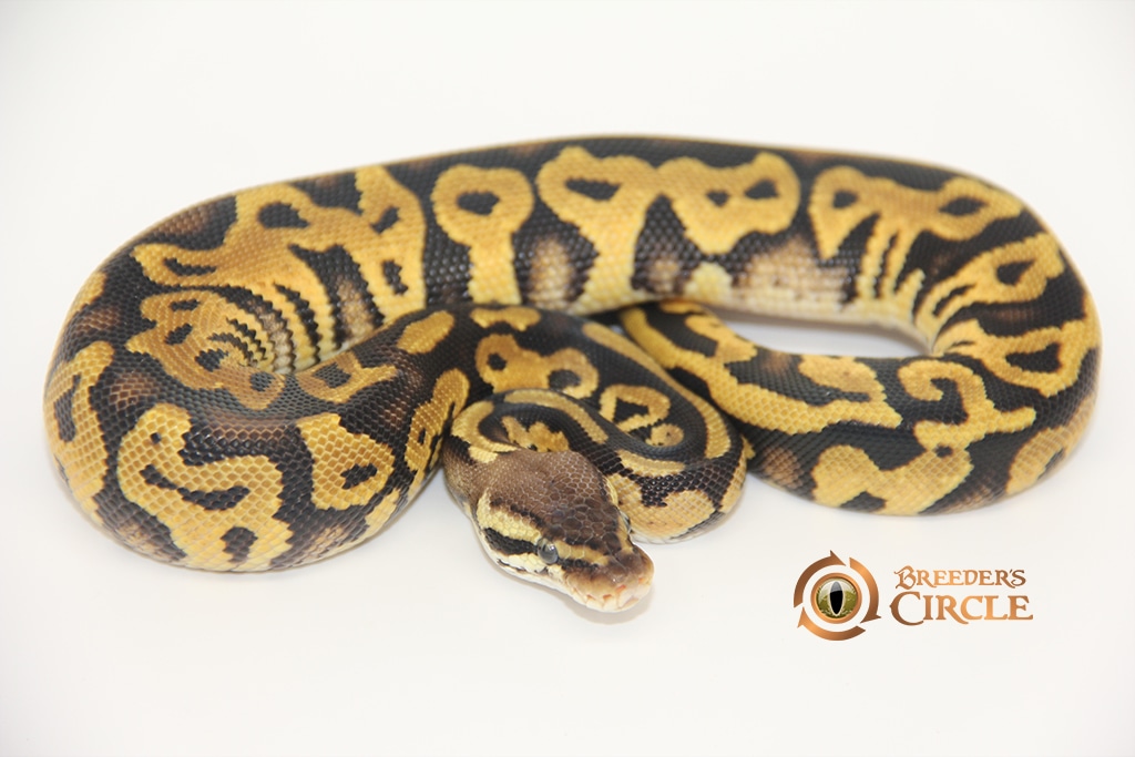 Pastel Leopard Ball Python by Breeder's Circle - MorphMarket