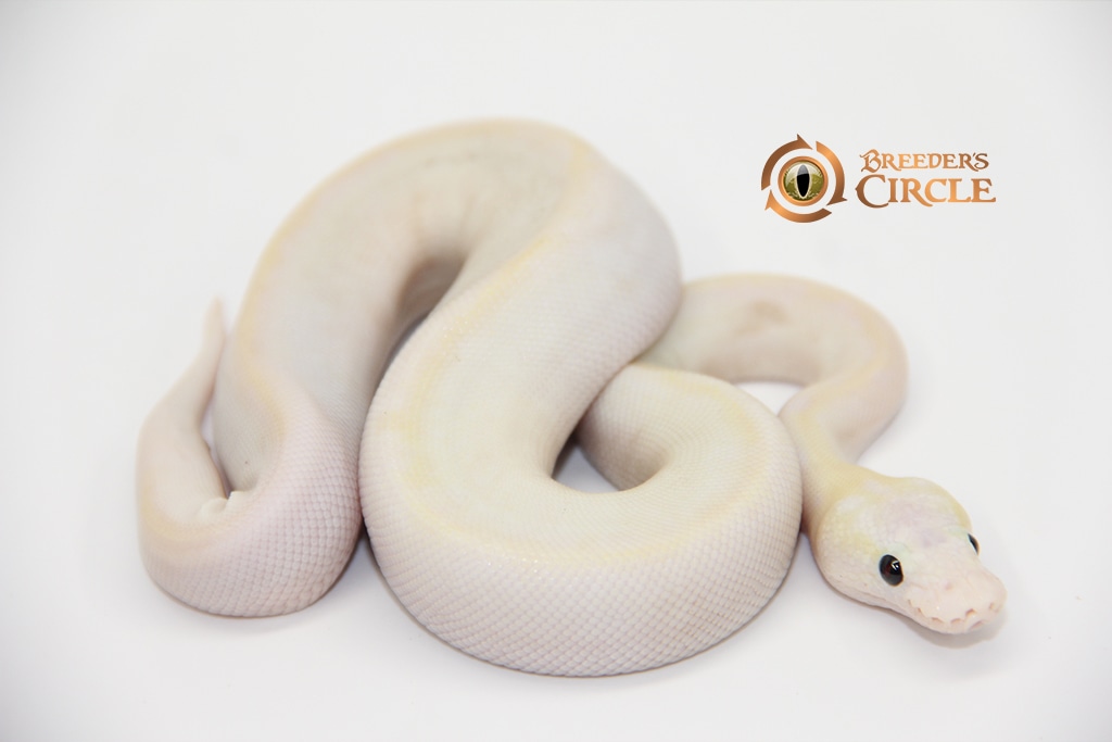 Ivory Champagne Poss Pastel Enchi Ball Python by Breeder's Circle ...