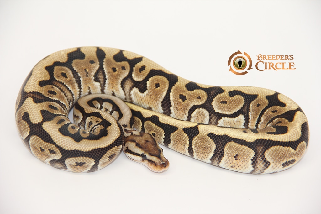 Crimson Hidden Gene Woma Granite Ball Python by Breeder's Circle ...
