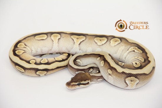 Crimson Soul Sucker Ball Python by Breeder's Circle