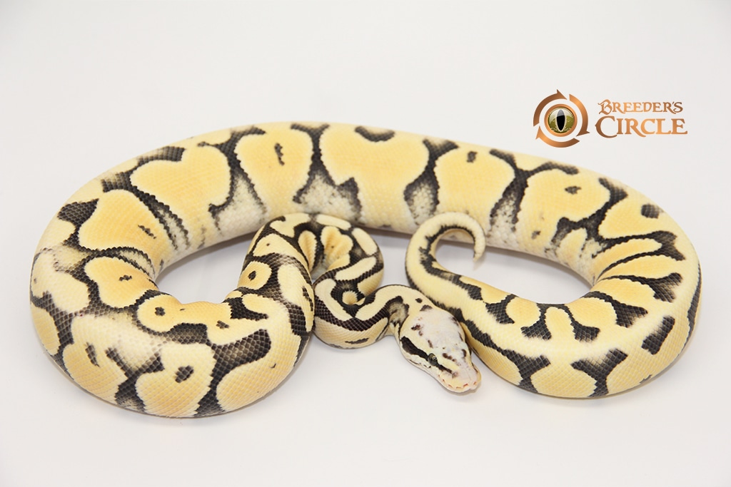 Super Pastel Desert Ghost Ball Python by Breeder's Circle - MorphMarket