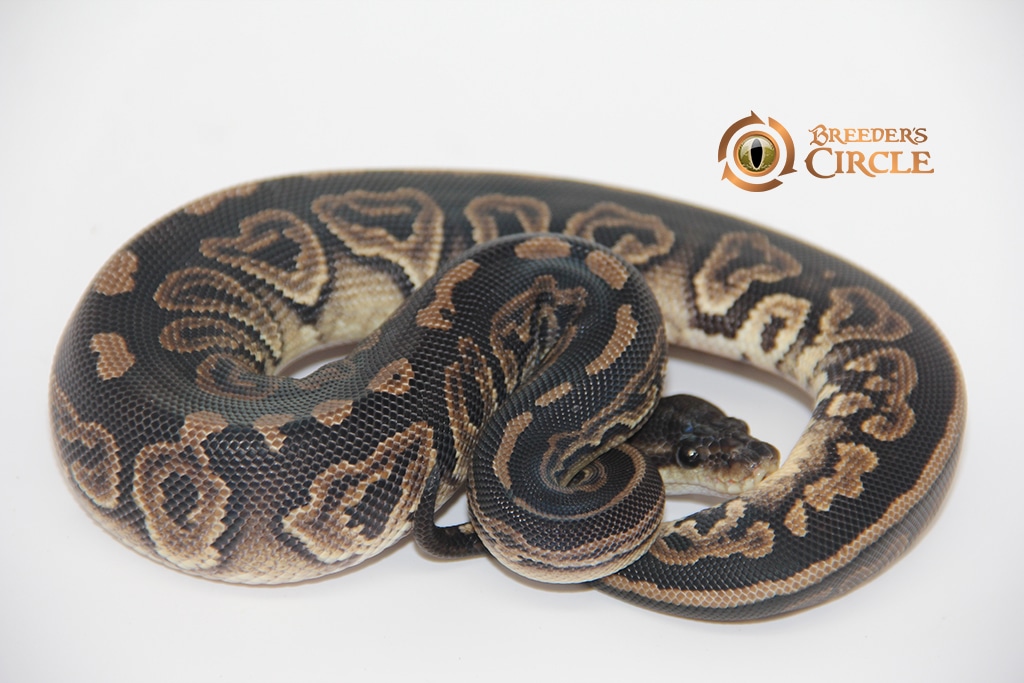 Cinnamon Satin Ball Python by Breeder's Circle - MorphMarket