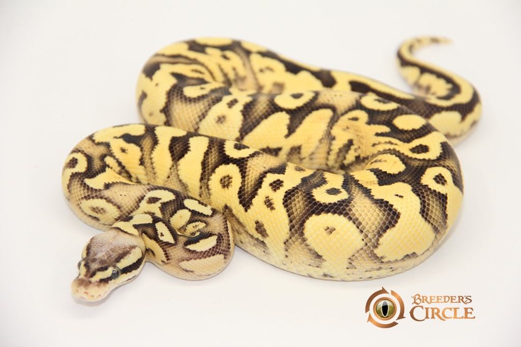 FireFly Orange Dream Yellowbelly Ball Python by Breeder's Circle ...