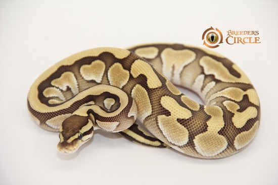 Lesser Mahogany 100% Het Clown Ball Python by Breeder's Circle