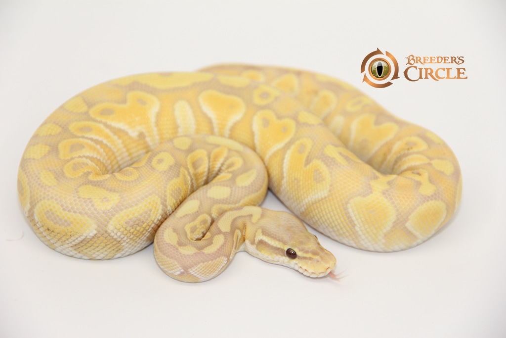 Lesser Ultramel Ball Python by Breeder's Circle - MorphMarket