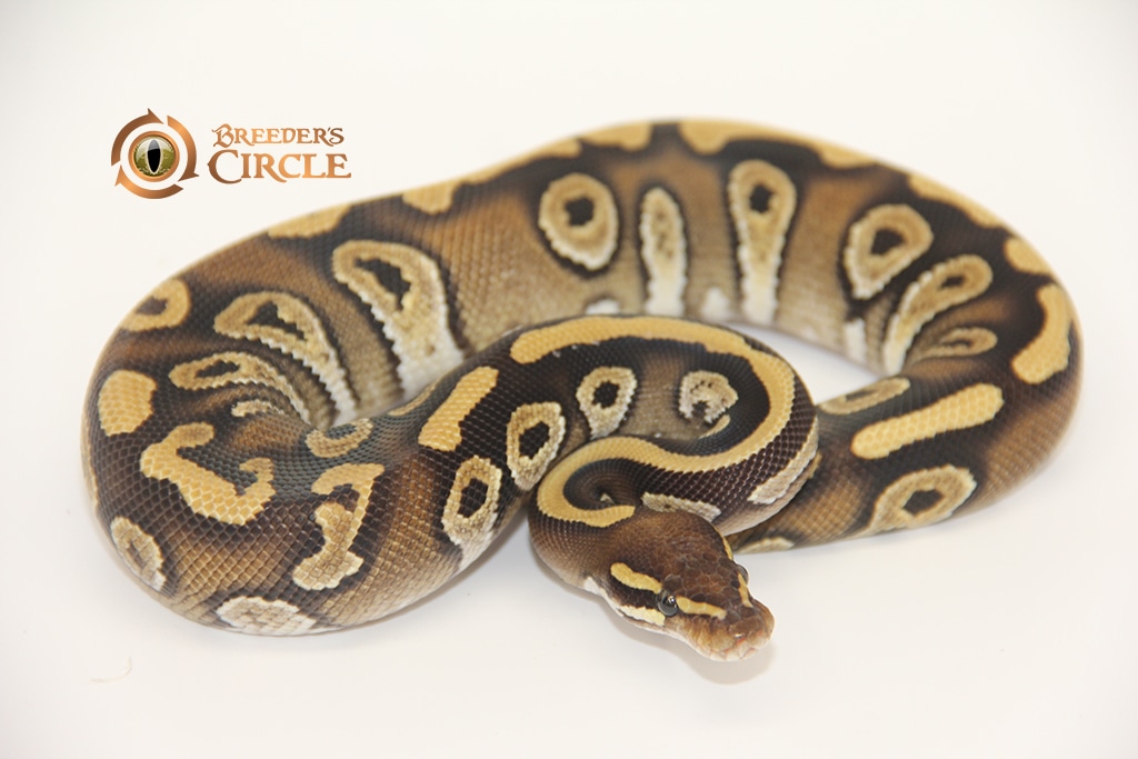 Mojave Yellowbelly Ball Python by Breeder's Circle - MorphMarket