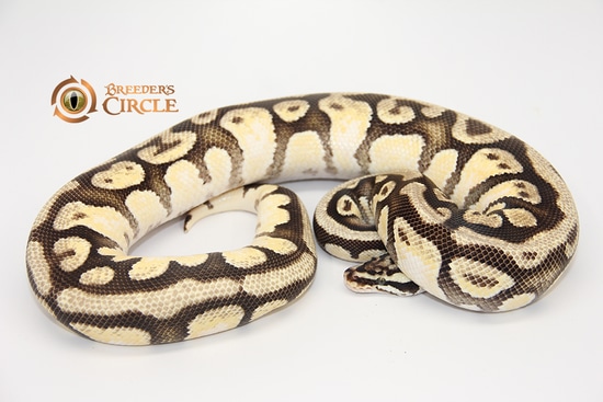 Pastel Enchi Spotnose Yellowbelly Ball Python by Breeder's Circle