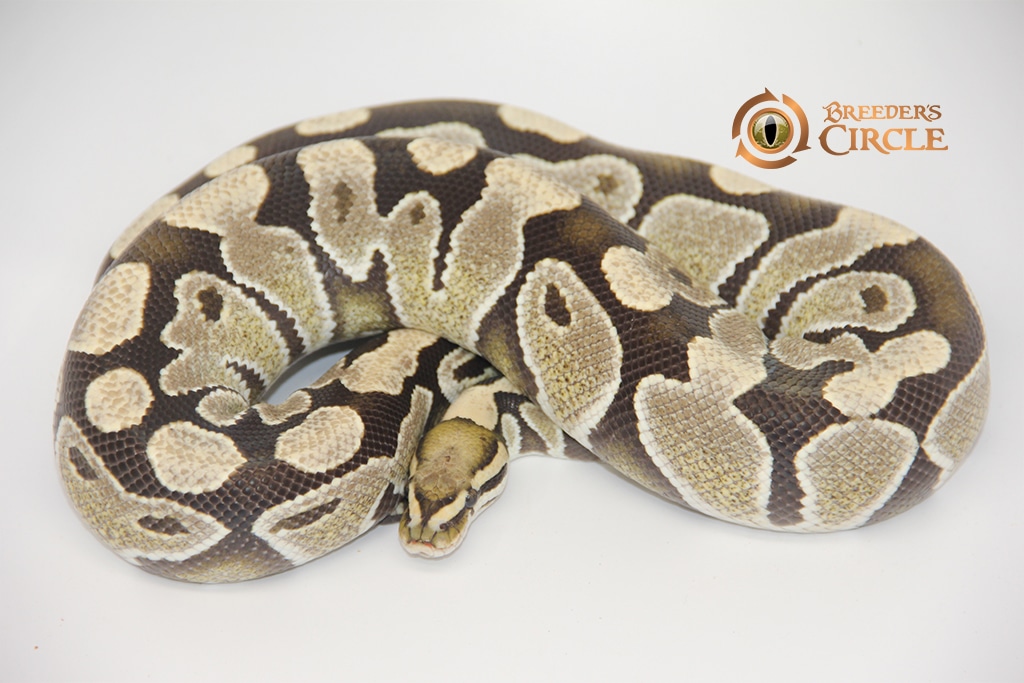 Desert Ghost 100% Het Clown Ball Python by Breeder's Circle - MorphMarket