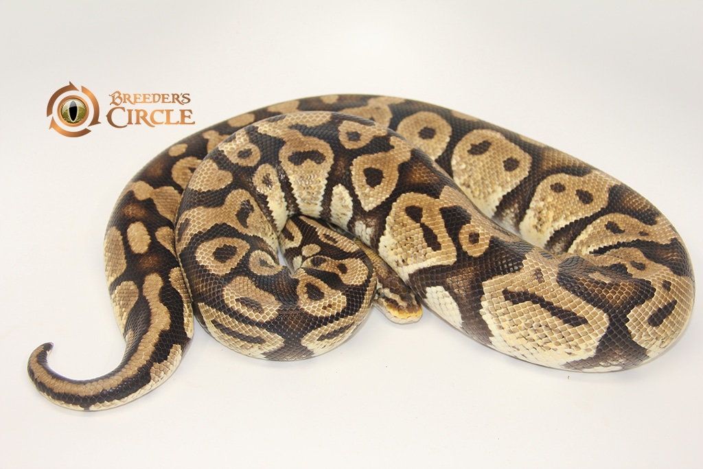 Citrus Pastel Ball Python by Breeder's Circle - MorphMarket