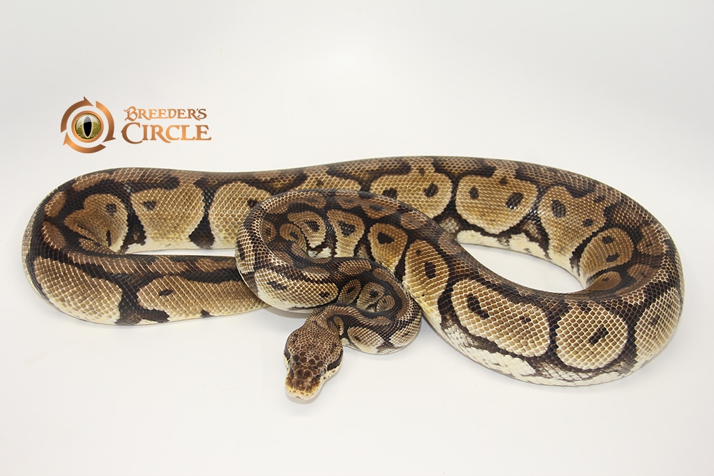 Citrus Pastel Ball Python by Breeder's Circle - MorphMarket