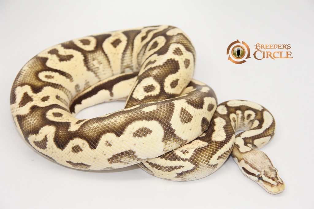 Citrus Pastel Vanilla Yellowbelly Ball Python by Breeder's Circle ...
