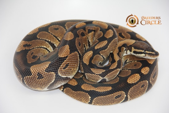 Dinker Ball Python by Breeder's Circle