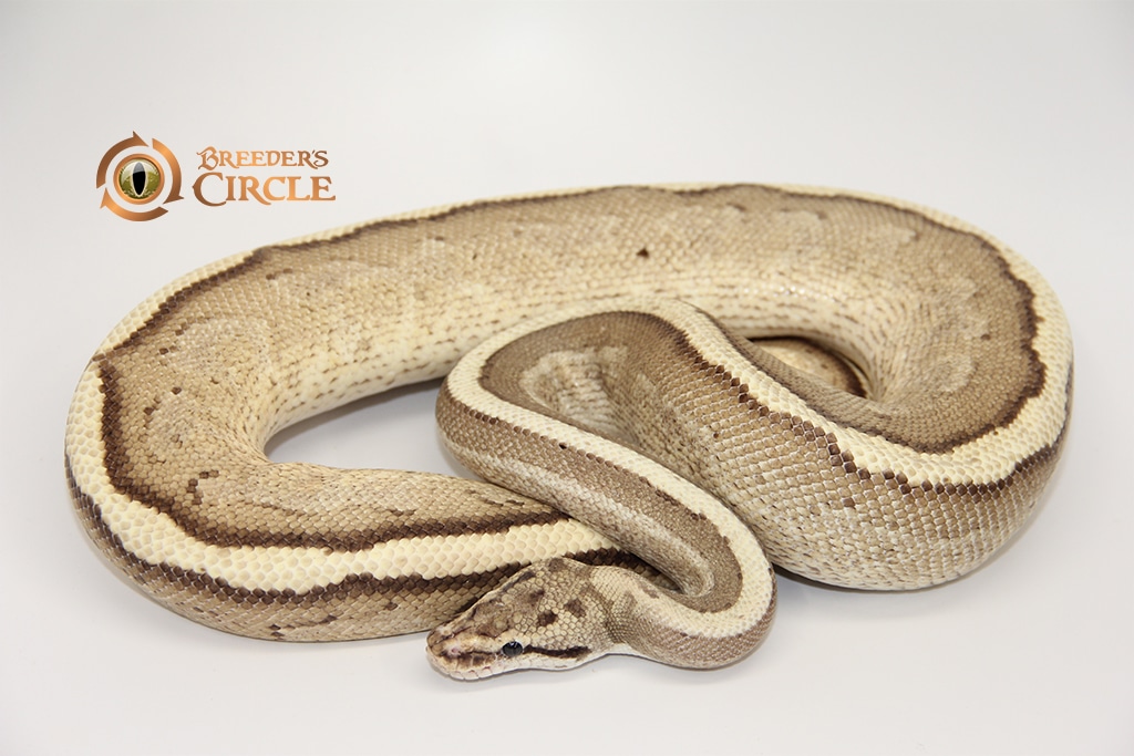 Het Red Axanthic Super Stripe Ball Python by Breeder's Circle - MorphMarket