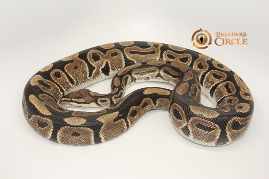 Normal Ball Python by Breeder's Circle