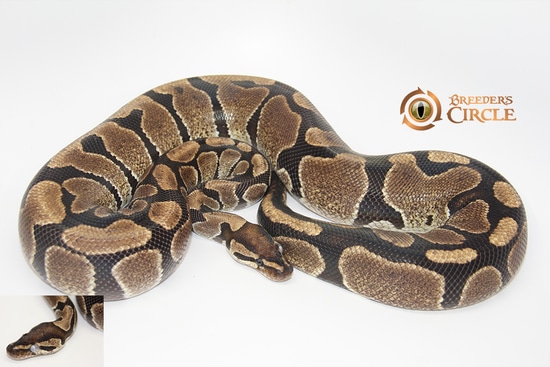 Normal Ball Python by Breeder's Circle