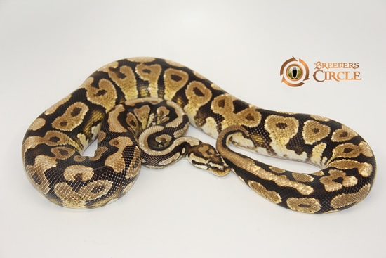 Orange Dream Spotnose Yellowbelly 50% Het Puzzle Ball Python by Breeder ...