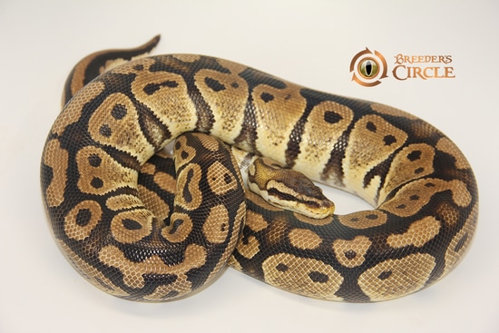 Pastel Het Red Axanthic Ball Python by Breeder's Circle