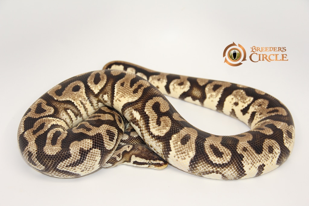 Pastel Yellowbelly Ball Python by Breeder's Circle - MorphMarket