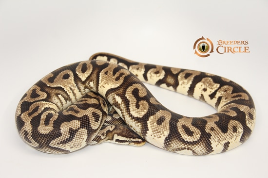 Pastel Yellowbelly Ball Python by Breeder's Circle