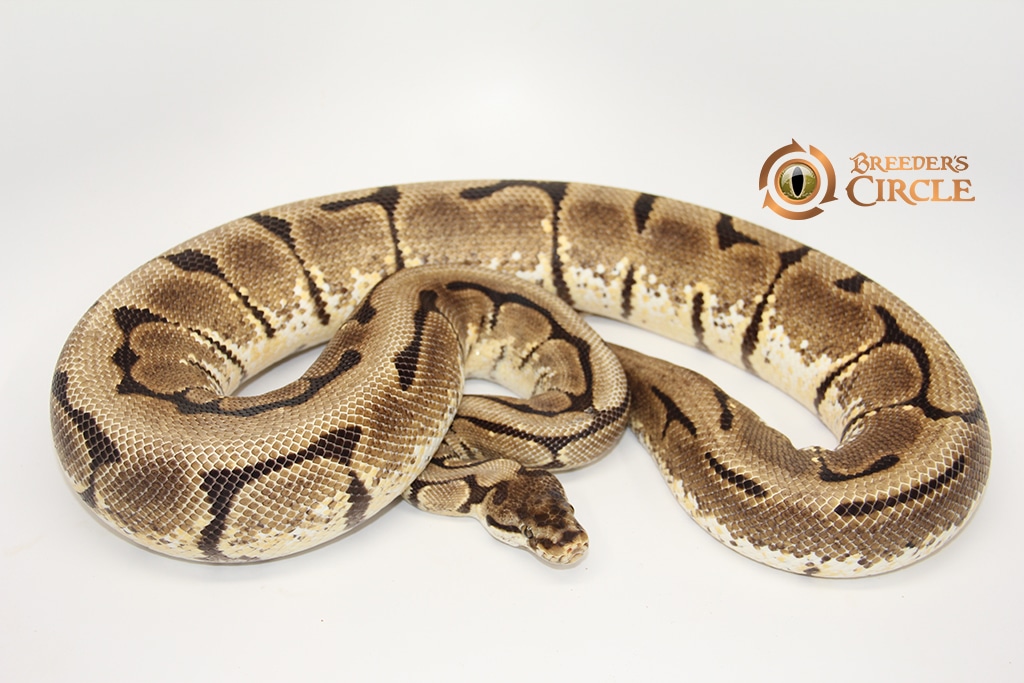 Spider Ball Python by Breeder's Circle - MorphMarket