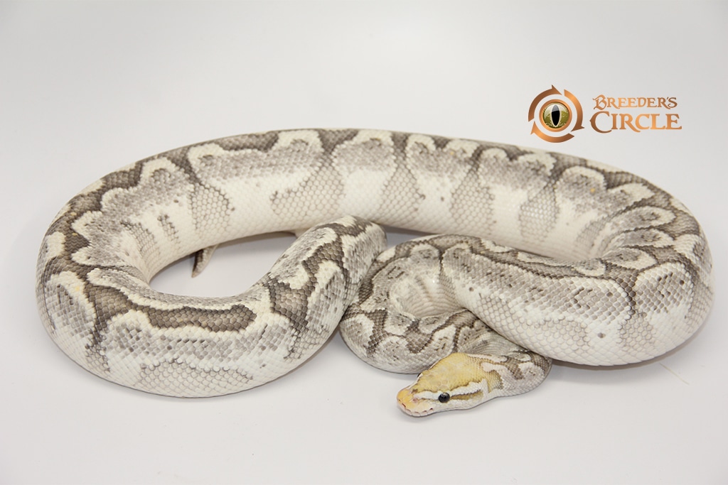 Super Pastel Bamboo Ball Python by Breeder's Circle - MorphMarket
