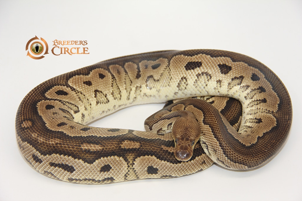 Het Red Axanthic Clown Ball Python by Breeder's Circle - MorphMarket