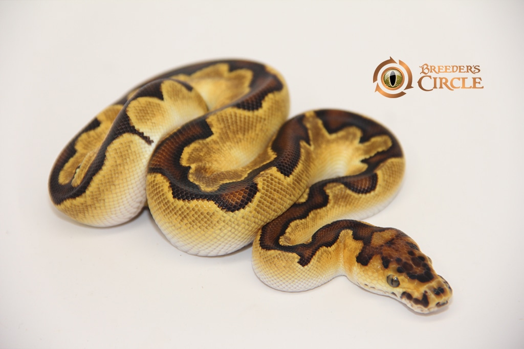 Orange Dream Enchi Clown Poss Vanilla Ball Python by Breeder's Circle ...