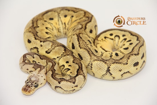 Pastel Gravel Clown Ball Python by Breeder's Circle