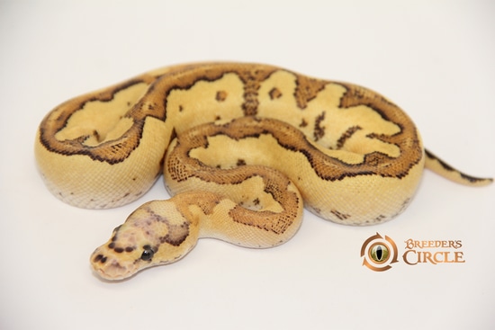 Vanilla Cream Clown Ball Python by Breeder's Circle