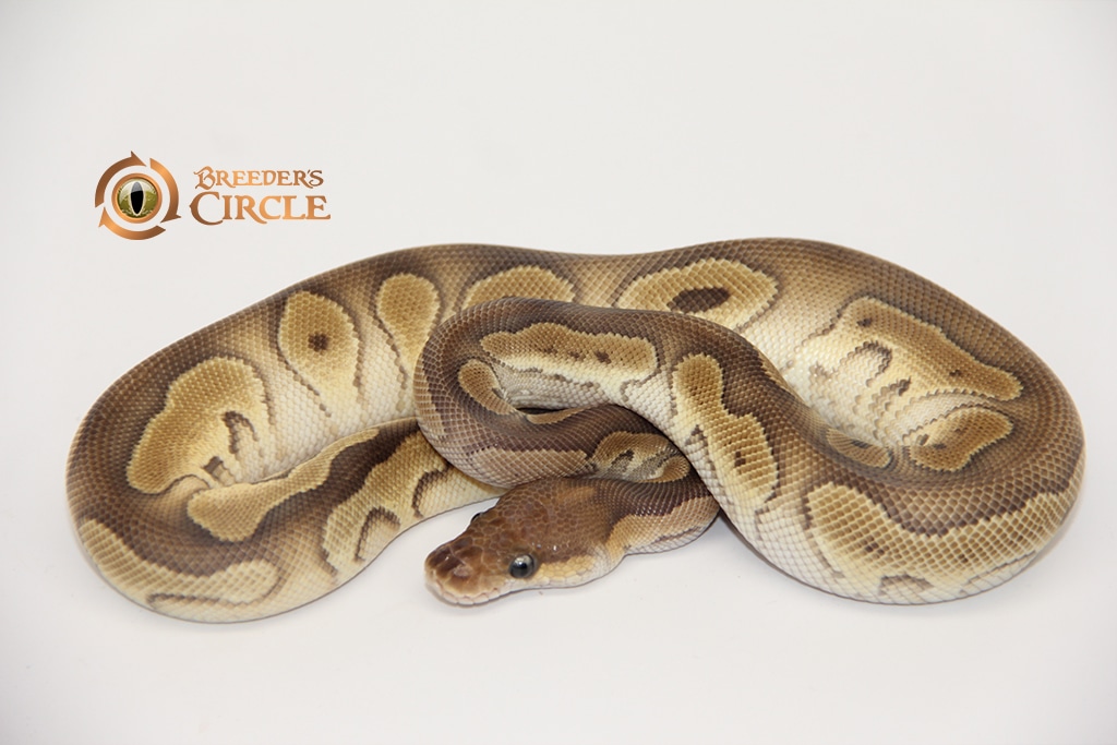 Wookie Mojave Clown Ball Python by Breeder's Circle - MorphMarket