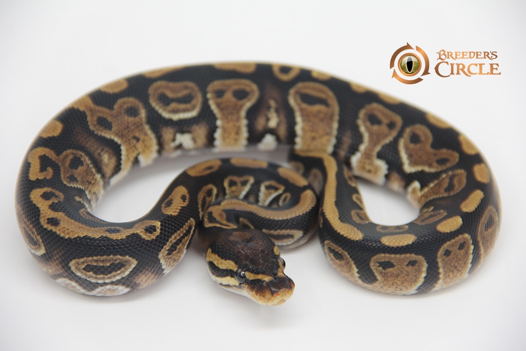 100% Het Pied Ball Python by Breeder's Circle - MorphMarket