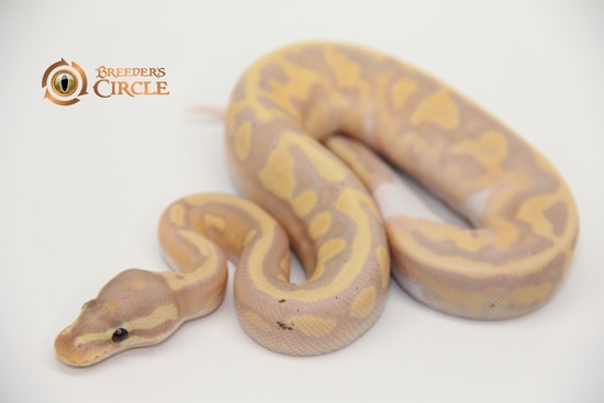 Banana Pied Ball Python by Breeder's Circle