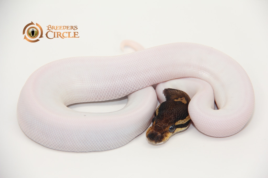 Black Pastel Pied Ball Python by Breeder's Circle - MorphMarket