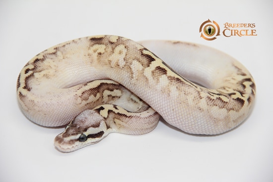 FireFly Calico Yelowbelly Ball Python by Breeder's Circle