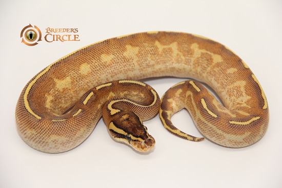 Mardi-Gras Poss Chocolate Ball Python by Breeder's Circle