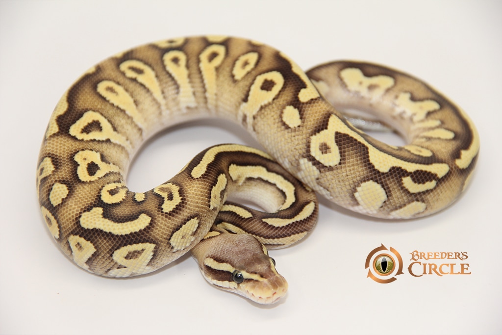 Pastave Fire Ball Python by Breeder's Circle - MorphMarket