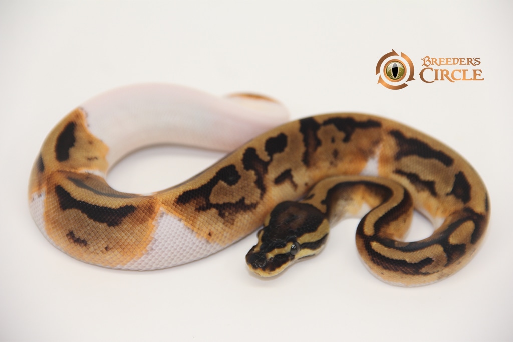 Pied Ball Python by Breeder's Circle - MorphMarket