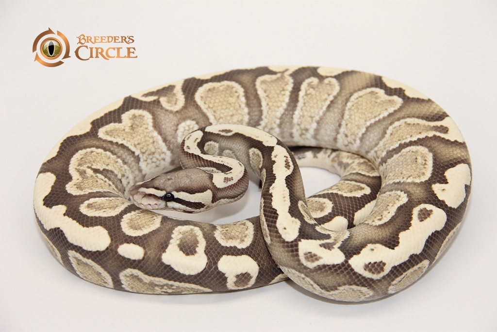 GHI Fire Desert Ghost Ball Python by Breeder's Circle - MorphMarket