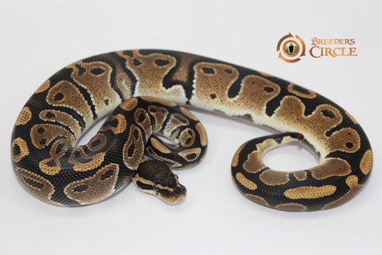 66% Double Het Ultramel Pied Ball Python by Breeder's Circle