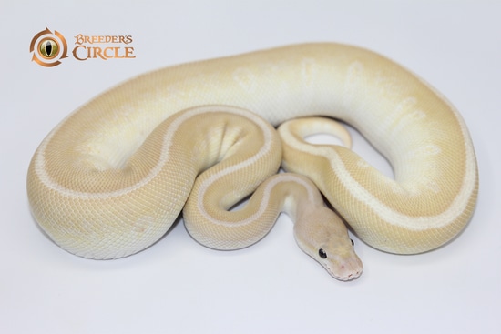 Banana Redstripe Soul Sucker Poss Cypress Ball Python by Breeder's Circle