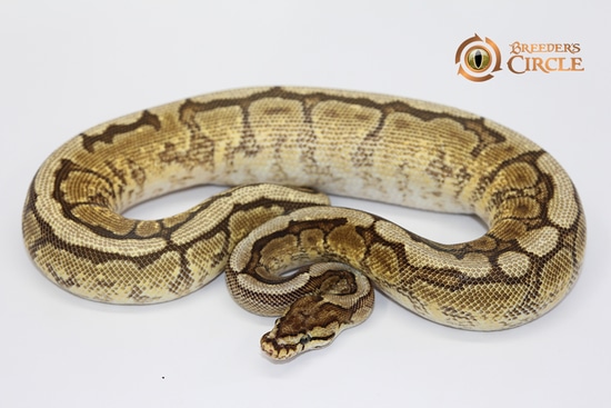 Bongo Spider Yellowbelly Ball Python by Breeder's Circle
