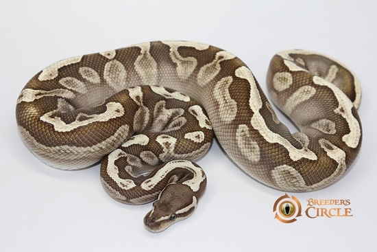Butter Ghi 100% Het Clown Ball Python by Breeder's Circle